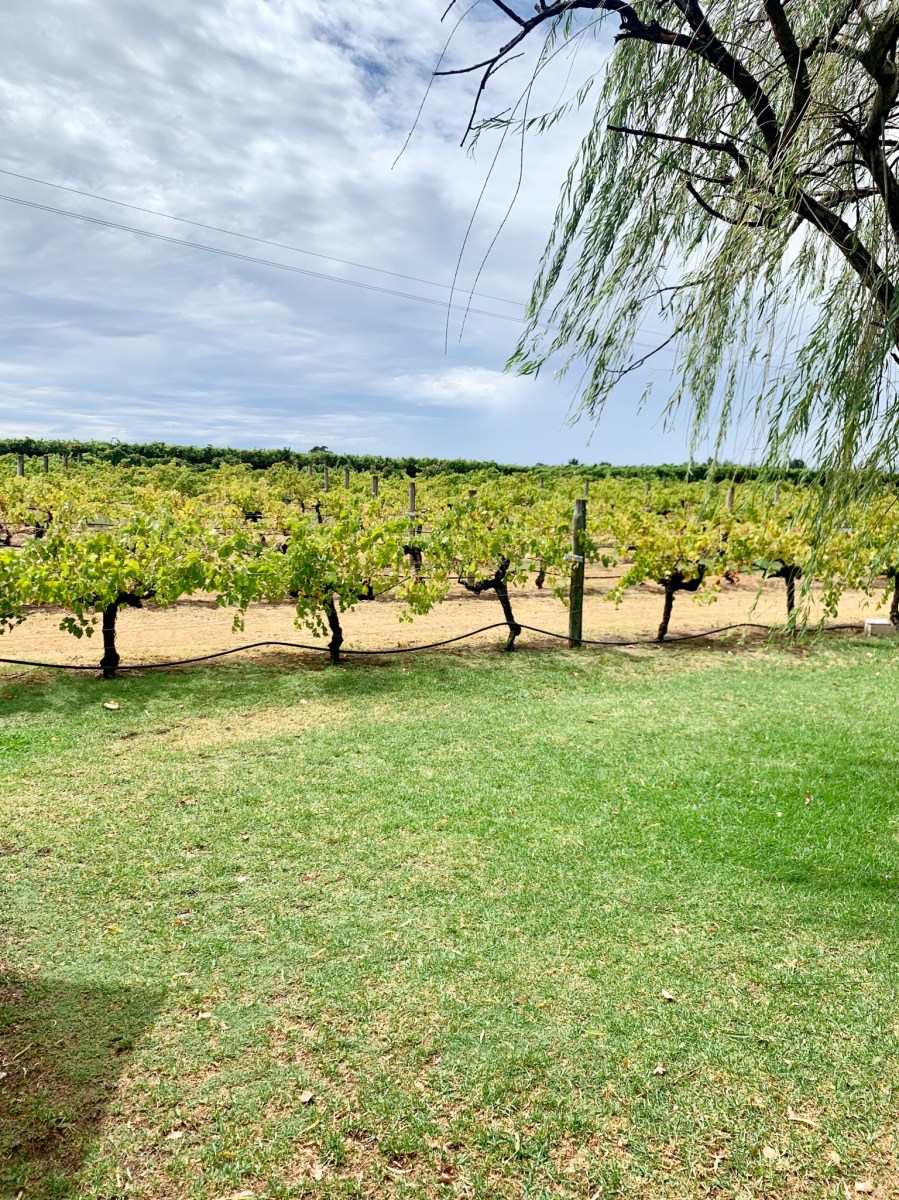 Australia Guide: Swan Valley – WorldofLauraJane